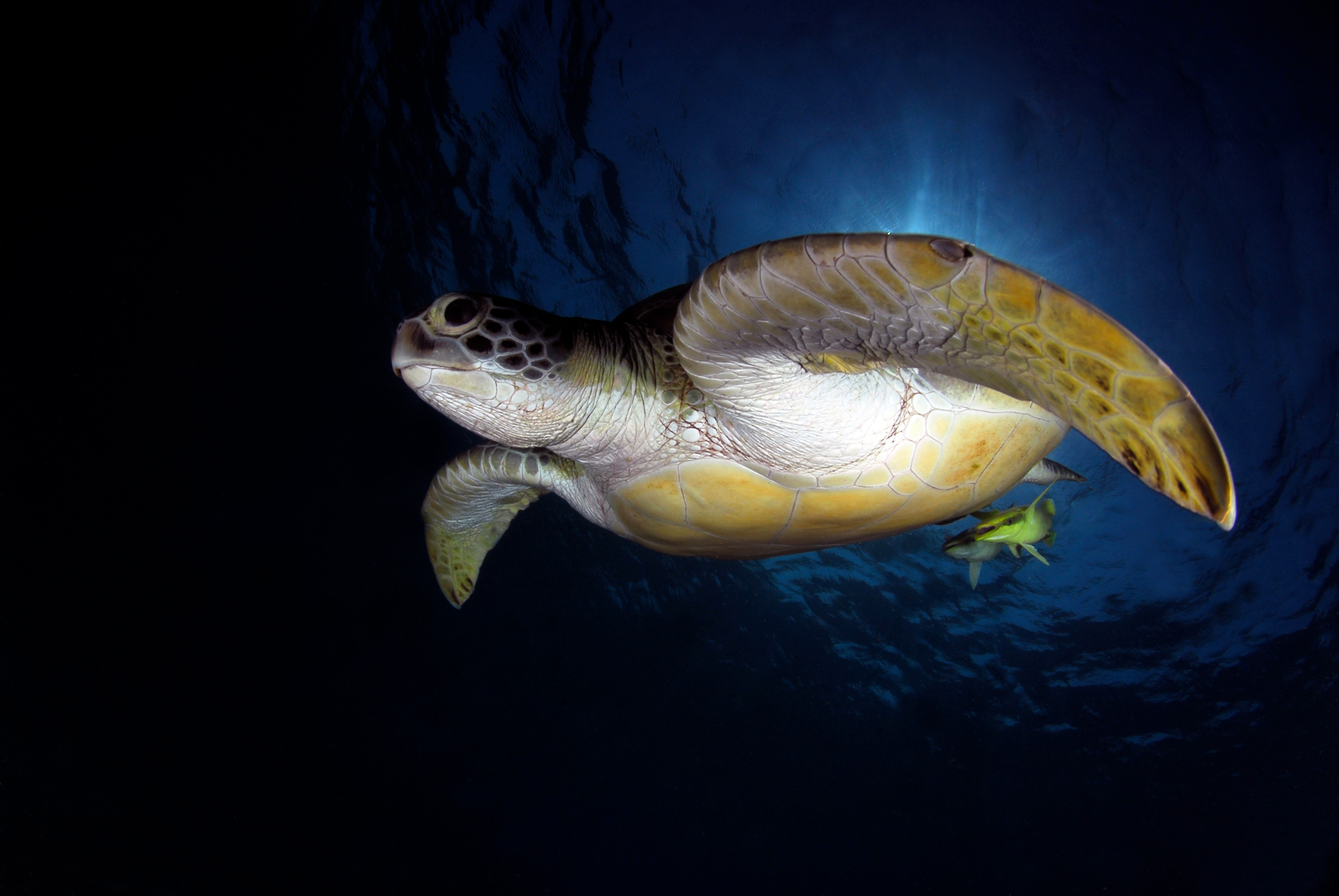 EDUCATION | Red Sea Turtles Project