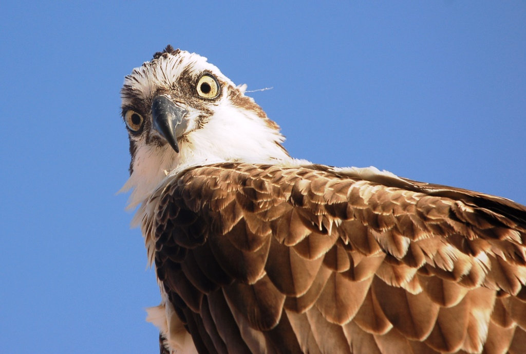 EDUCATION | Red Sea Birds Project