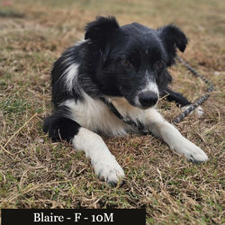 adoption border collie