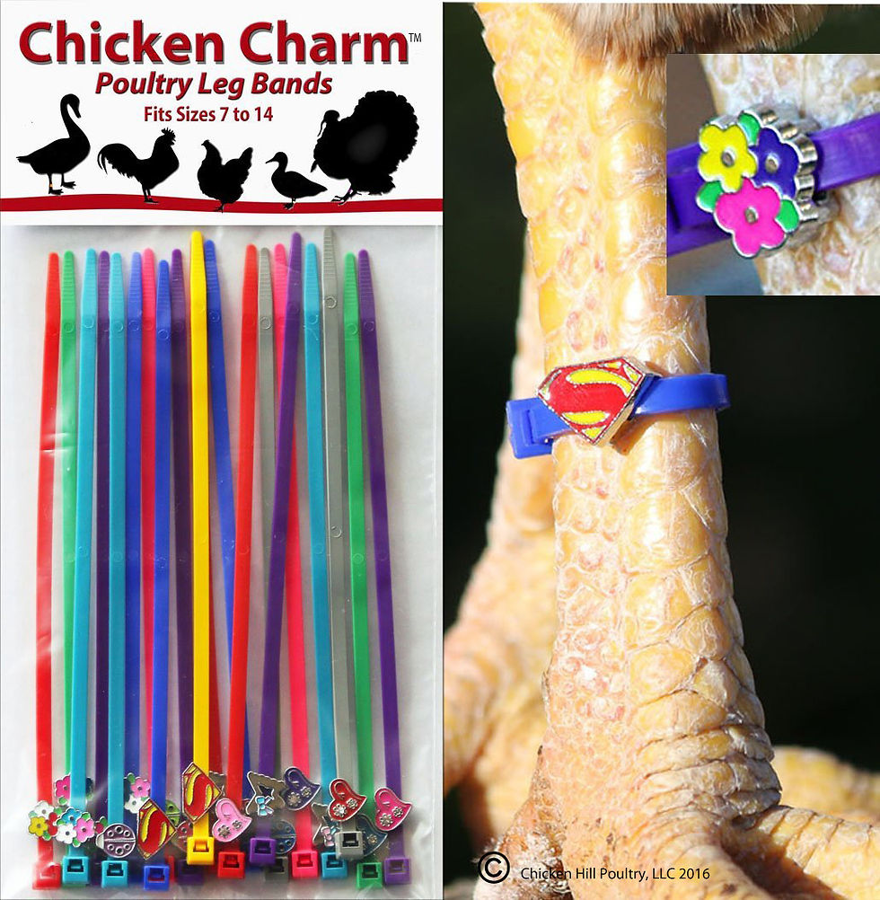 Chicken Charm® Poultry Leg Bands | chicken-hill