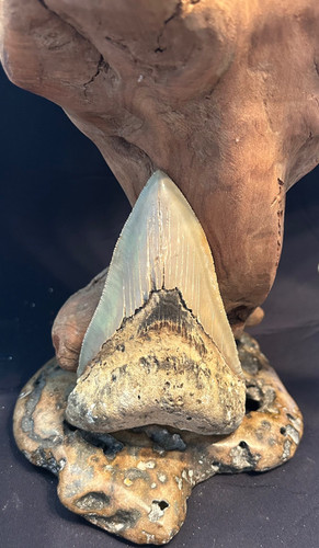 Megalodon Tooth 4.71” | blackbeard