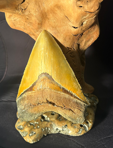 Megalodon Tooth 5.6” | blackbeard