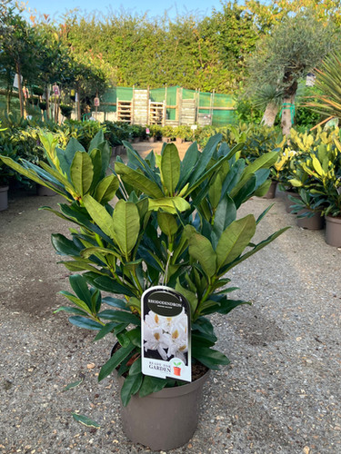 Rhododendron - 5L | Japonica Nursery