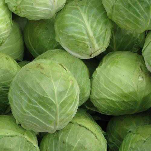 Cabbage (Repolyo) | Online Palengke