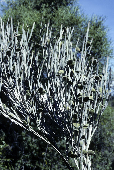 59. Brenierea insignis (EDGE species) | GSPM