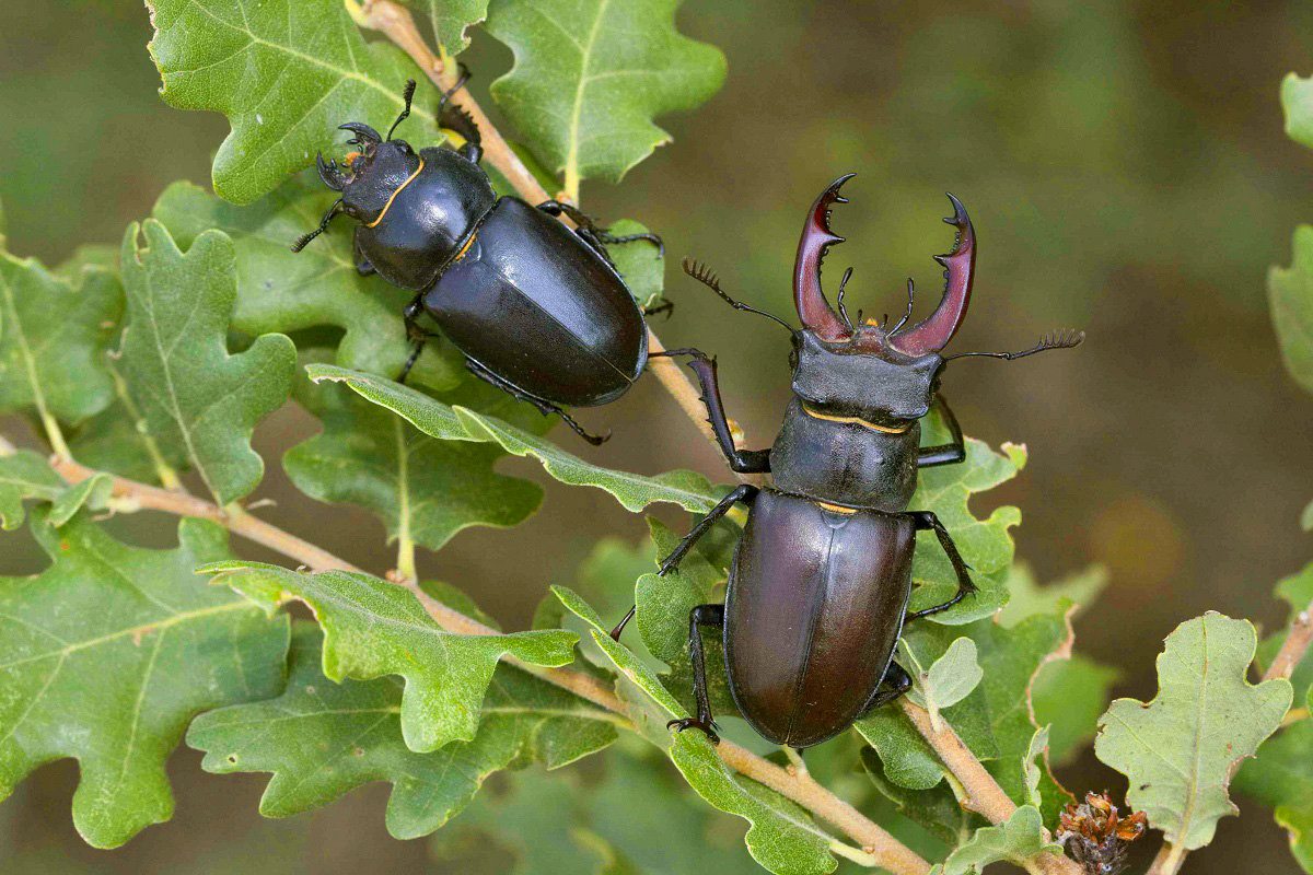 Nagy szarvasbogár (Lucanus cervus)