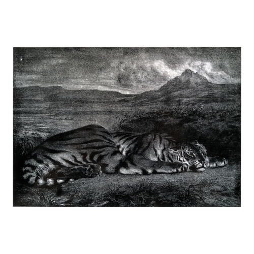 Royal Tiger | Skunk Mage