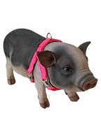 Potbelly & Mini Pig Harness | New Milford | PiGGlz.com