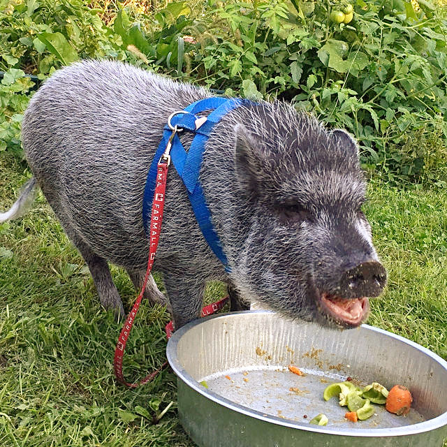 mini pig harness accessories | piGGlz.com