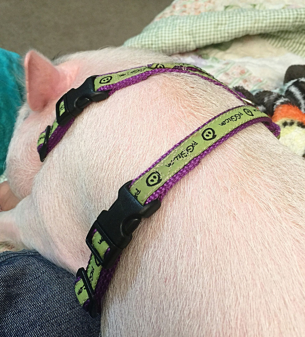mini pig harness accessories | piGGlz.com