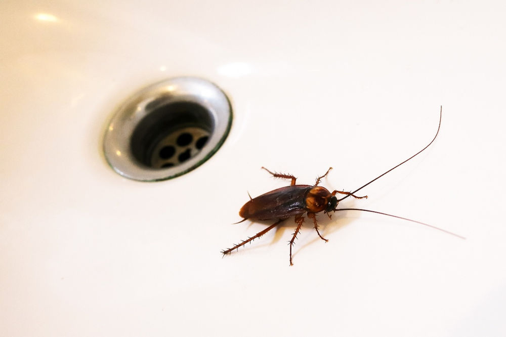 5 Common Types Of Roaches
