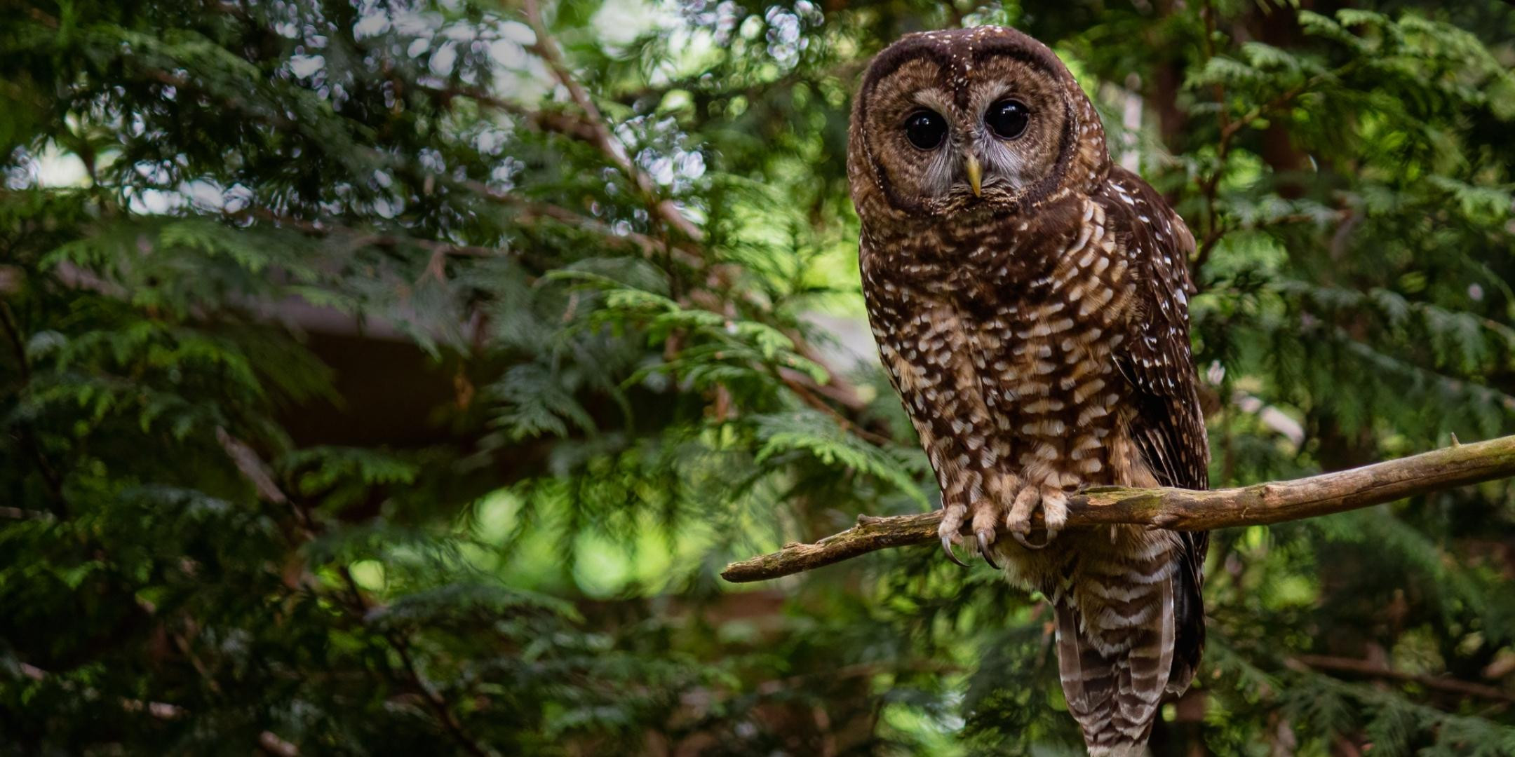 Northern Spotted Owl Breeding Program | Conservation