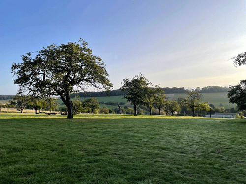 Pett Farm Pooch Paddock | Enclosed Dog Walking