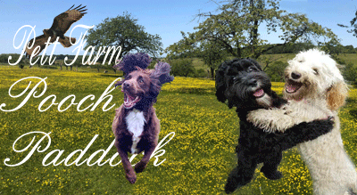 Pett Farm Pooch Paddock | Enclosed Dog Walking