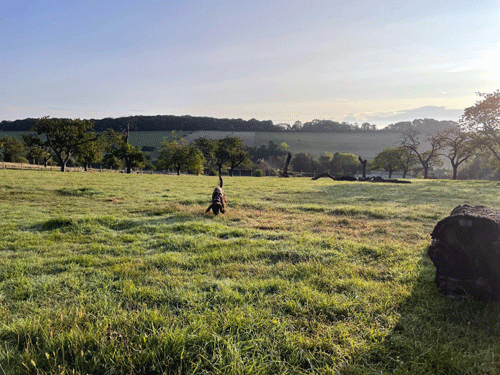 Pett Farm Pooch Paddock | Enclosed Dog Walking