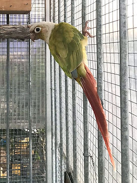 Green Cheek Conure Colours | Maranatha Aviaries | Brisbane Conure Breeder