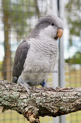 Quaker Colour Mutations | Maranatha Aviaries | Brisbane Conure Breeder