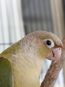 Maranatha Aviaries | Brisbane Bird Breeder