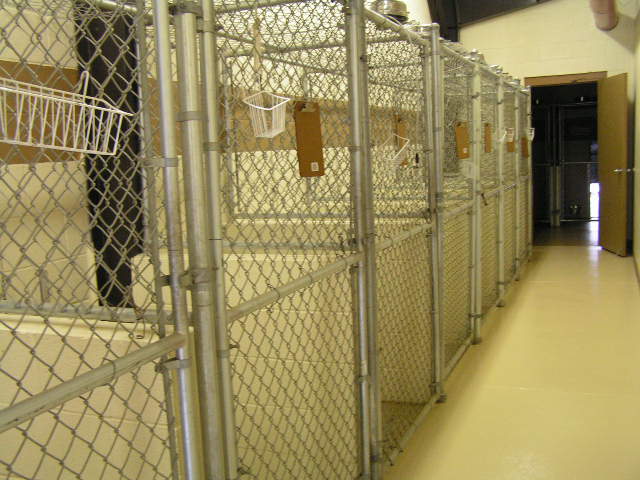 DOGS, CATS, AND SO MUCH MORE | barnwelloakskennels