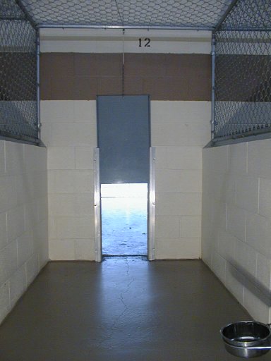 DOGS, CATS, AND SO MUCH MORE | barnwelloakskennels