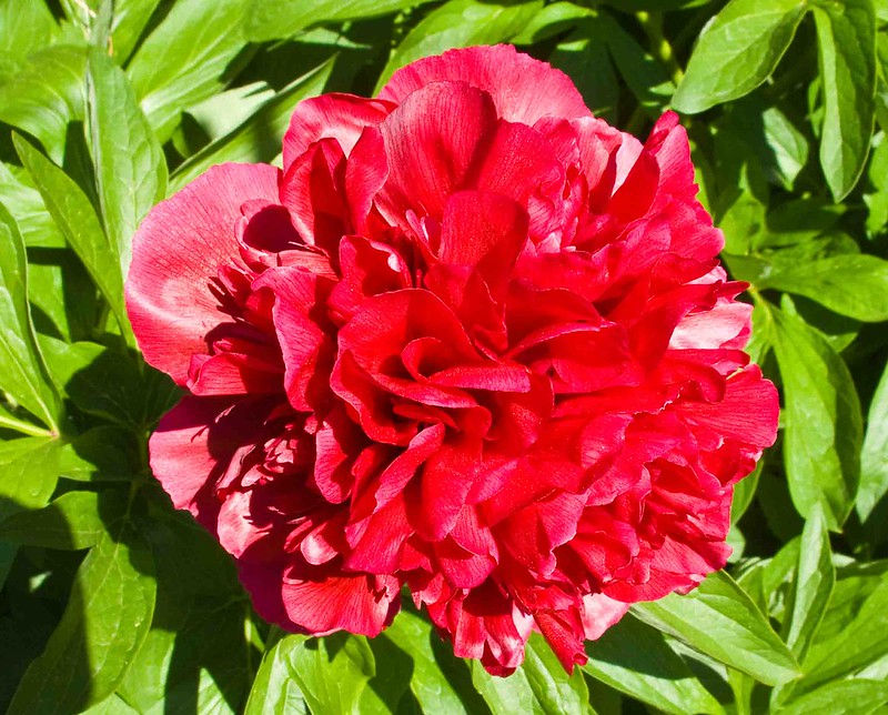 Top 21 red perennials for every garden