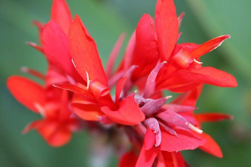 Top 21 red perennials for every garden