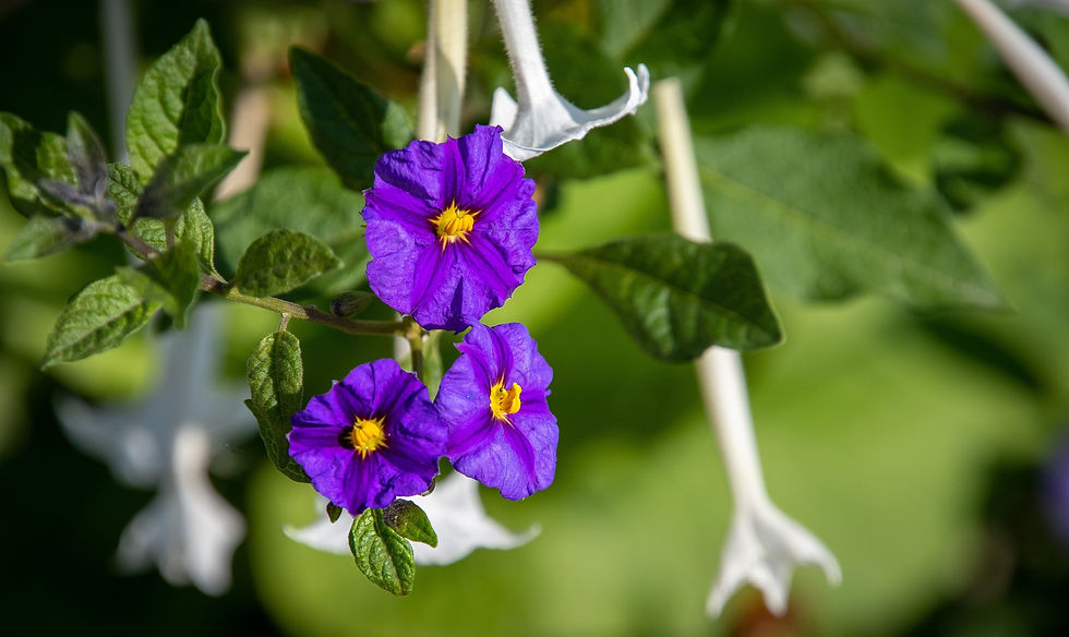 12 vines and climbing plants with blue flowers