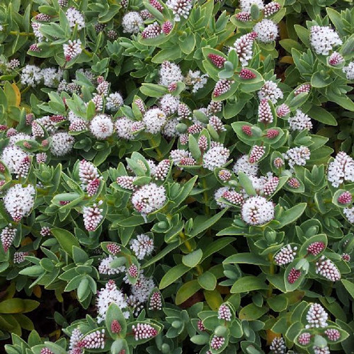 Hebe Albicans 200mm Pot Ballarat Nursery