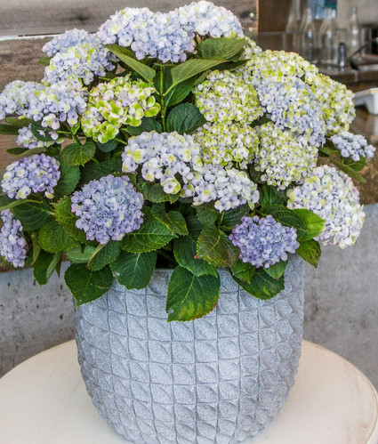 Hydrangea - Blue Magical Revolution 330mm pot | Ballarat Nursery