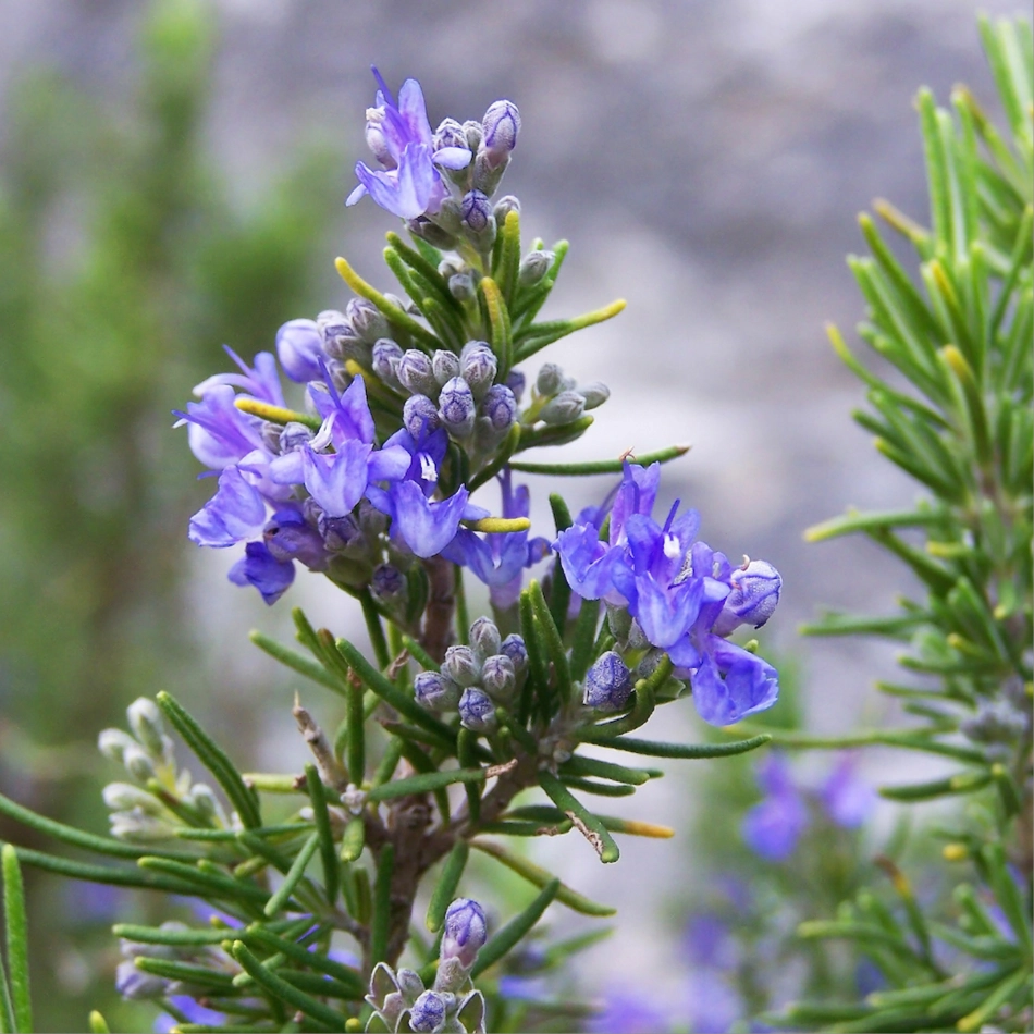 Rosemary Tuscan Blue - 140mm pot | Ballarat Nursery