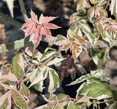 Maple - Flamingo Variegated - 400mm pot | Ballarat Nursery
