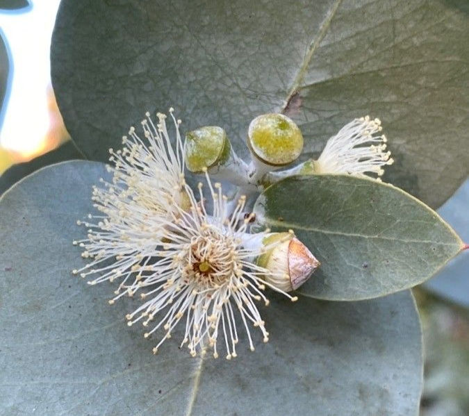 Feature Trees | Ballarat Nursery