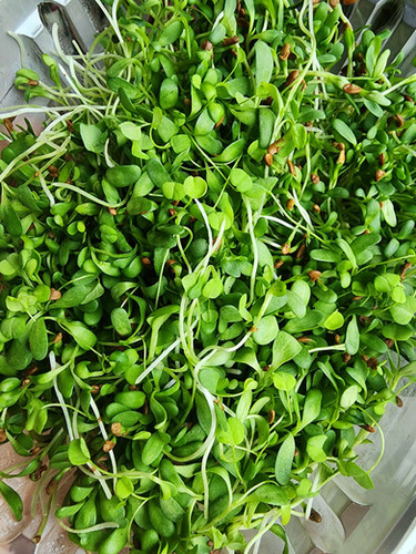 Small Alfalfa | MaKyn Farms LLC