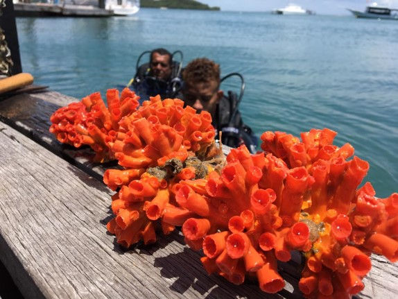 O controle do Coral Sol na Marina de Itaparica