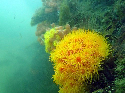 Você conhece o Coral Sol?