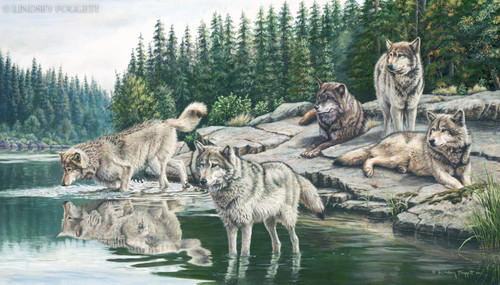 "Investigation" - Wolves | lindseyfoggett