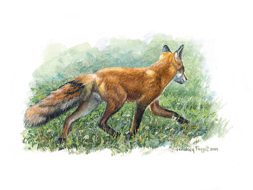 "Scouting" - Red Fox (Miniature) | lindseyfoggett
