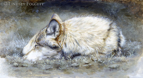 'Resting' - Wolf (Miniature Painting) | lindseyfoggett