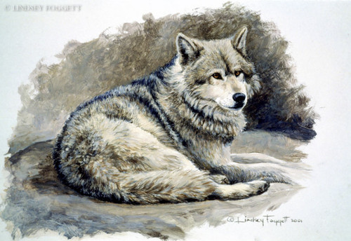 "Time Out" - Grey Wolf (Miniature Painting) | lindseyfoggett