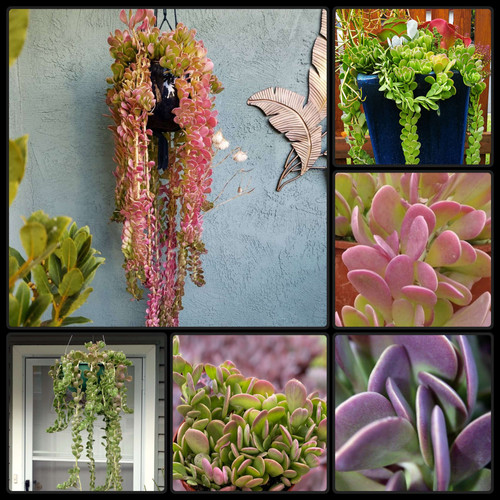 Outstanding Rare Weeping Jade Senecio Jacobsenii Succulent Rooted ...