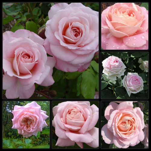 30 Amazing Grace Shrub Rose Bush Seeds USA SHIPPED, NON-GMO, HEIRLOOM ...