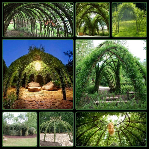 Spectacular Living Austree Hybrid Willow Tree Structure | Surrounded By ...