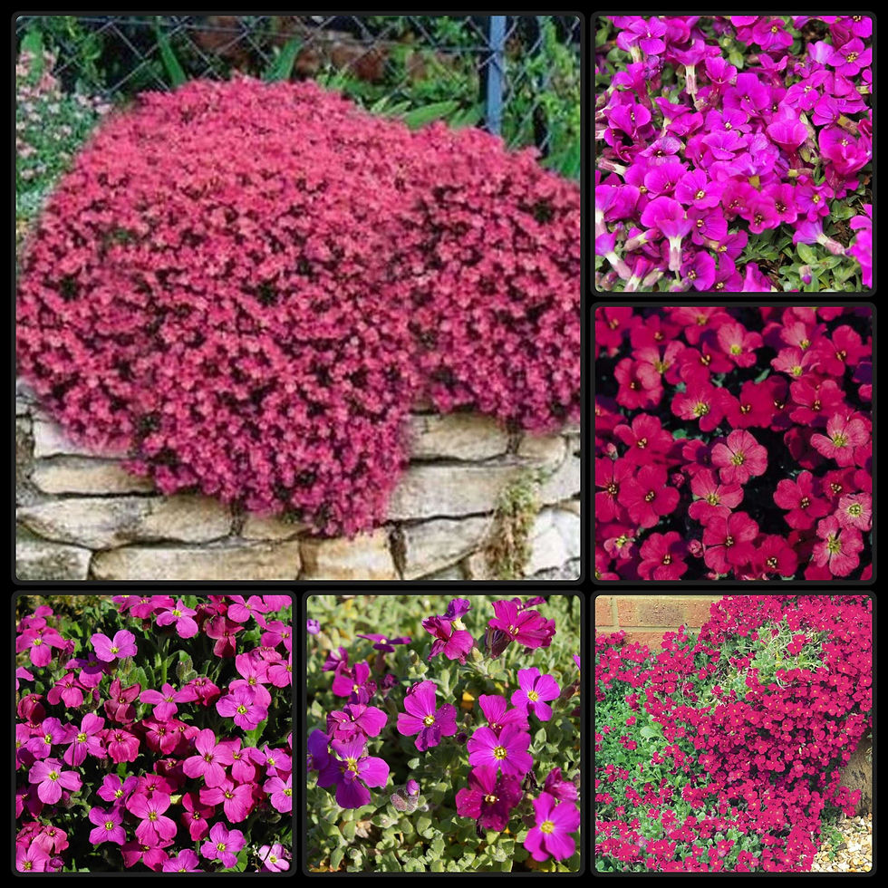 200 Gorgeous Cascading Red Aubrieta Hybrida Superbissima Rock Cress ...