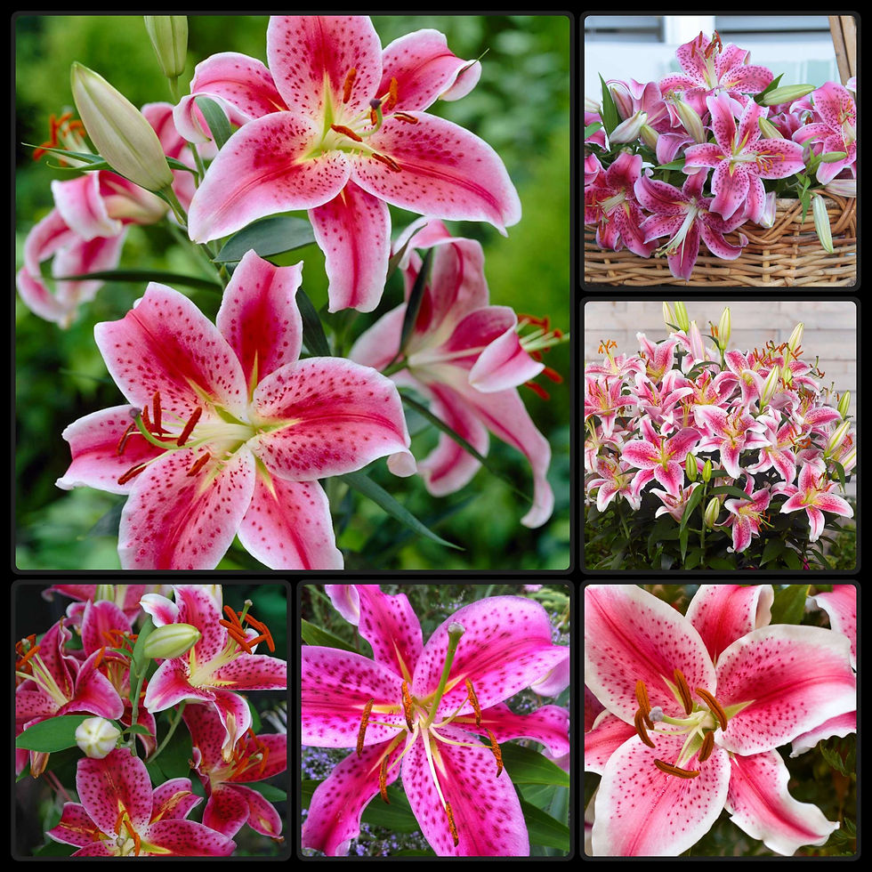 10 Amazing Large Stargazer Lily Flower Bulbs | Surrounded By Simpli