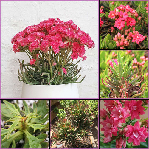 Fantastic Kalanchoe 'Tarantula' Succulent Starter Plant Rooted ...