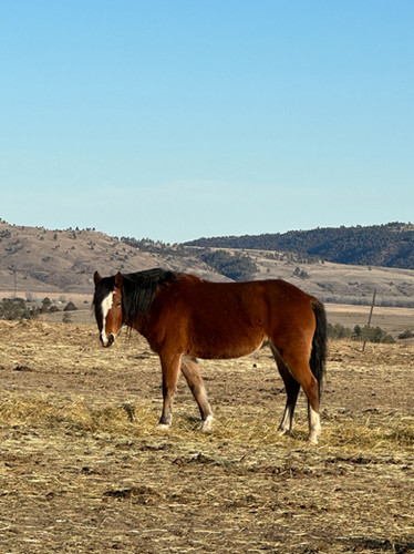 Bay Pony Kisatchie | wildhorses