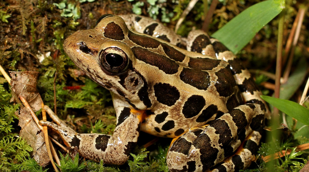La rana de Tláloc, una especie endémica de México