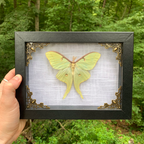 Luna Moth Shadow Box | Rosy Bones Co