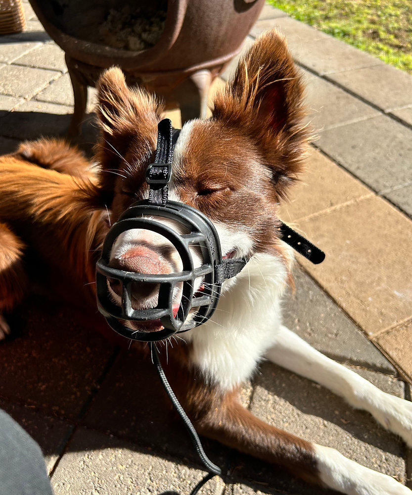 A common mistake with muzzle training.