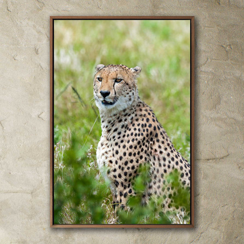 'cheetah' | danisphotos.com